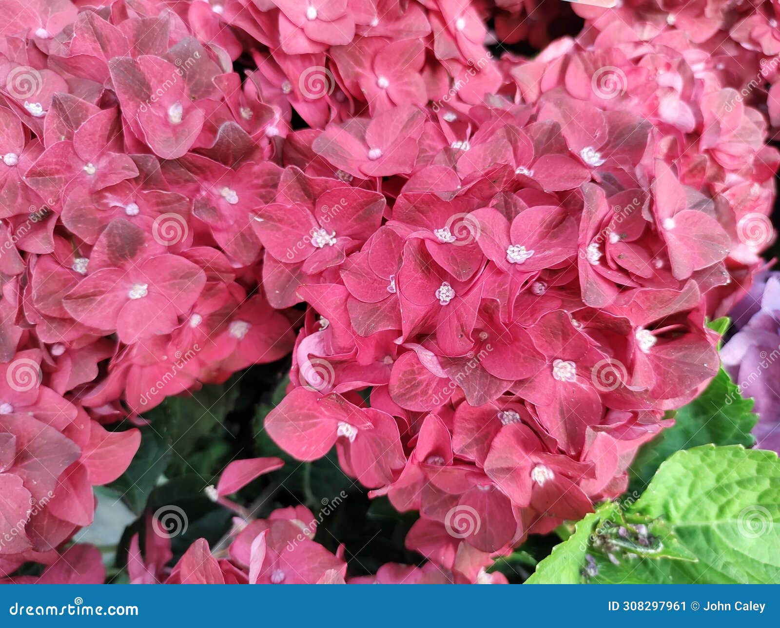 Hydrangea Macrophylla Fire Wings Stock Image - Image of petal, summer ...