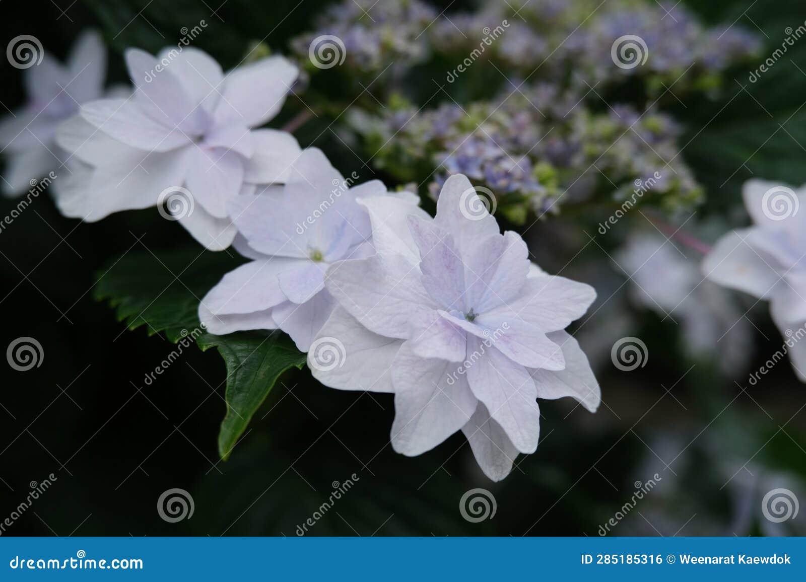 Hydrangea Macrophylla Fireworks Stock Photo - Image of hydrangea ...