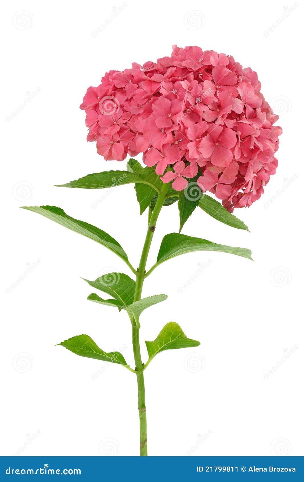 Hydrangea Macrophylla Flower Isolated on White Stock Image - Image of ...