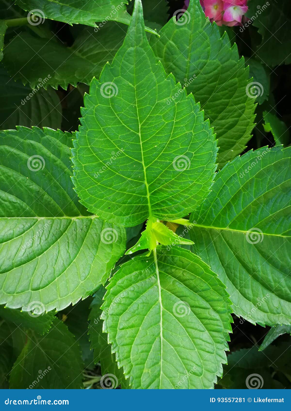 Hydrangea macrophylla stock image. Image of outdoor, summer - 93557281