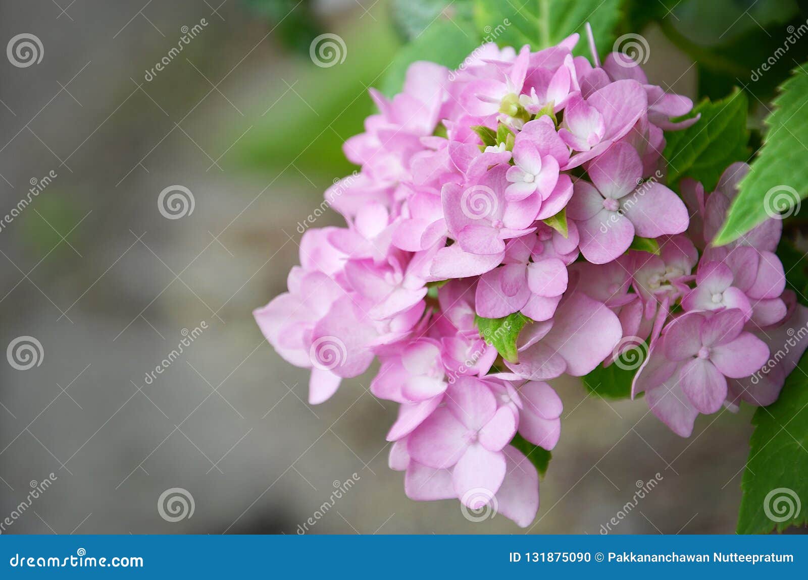 Hydrangea Macrophylla `Ayesha` In Full Bloom Stock Image ...