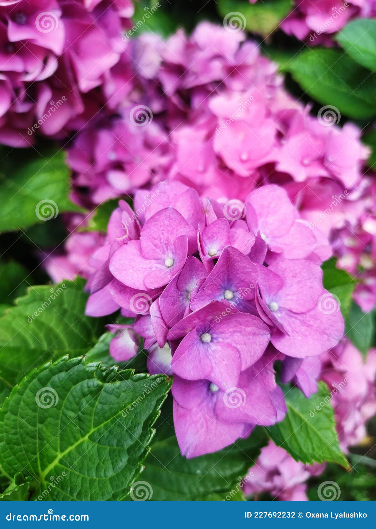 Hydrangea Macrophylla Hydrangeaceae French Hydrangea Stock Photo ...