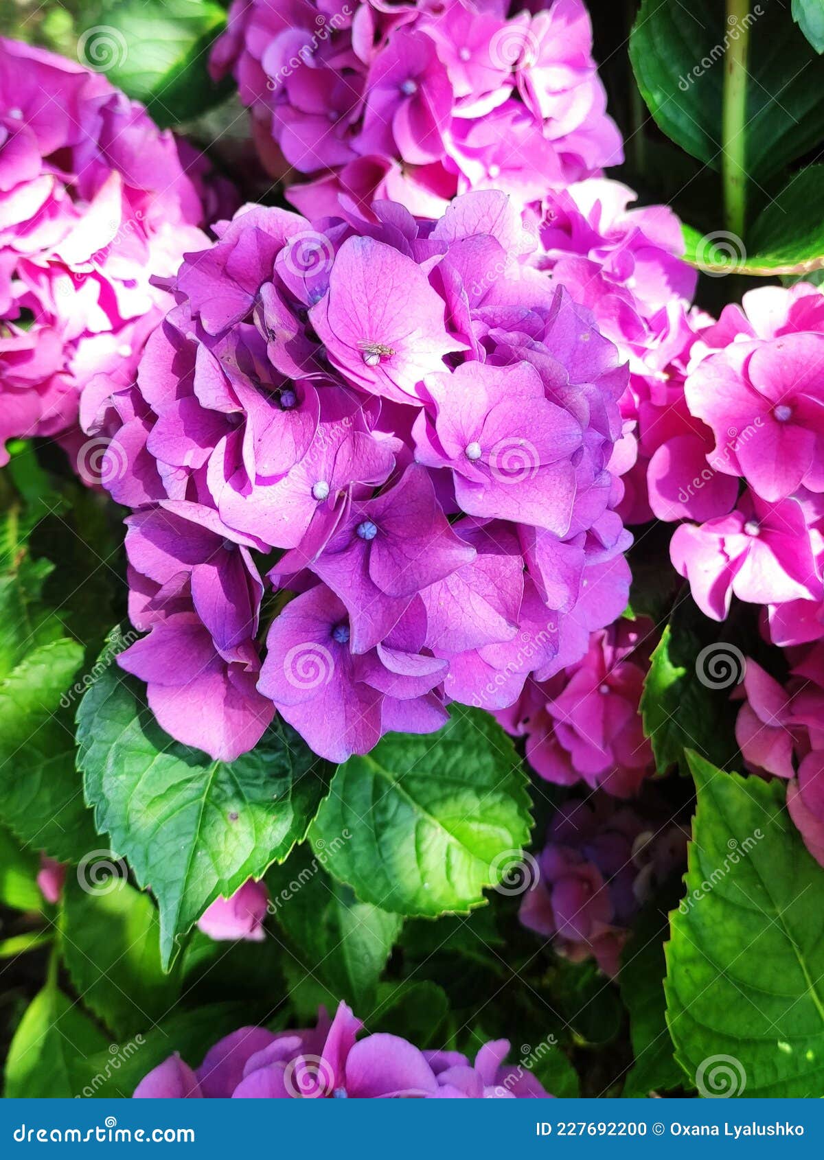 Hydrangea Macrophylla Hydrangeaceae French Hydrangea Sunshine Stock ...