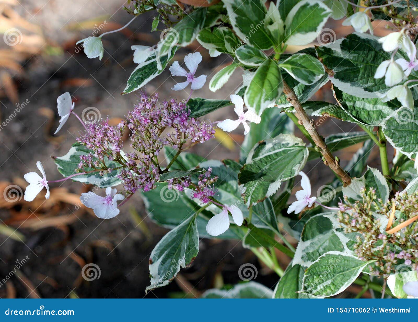 Hydrangea Macrophylla `Maculata`, Stock Photo - Image of flat, leaves: 154710062
