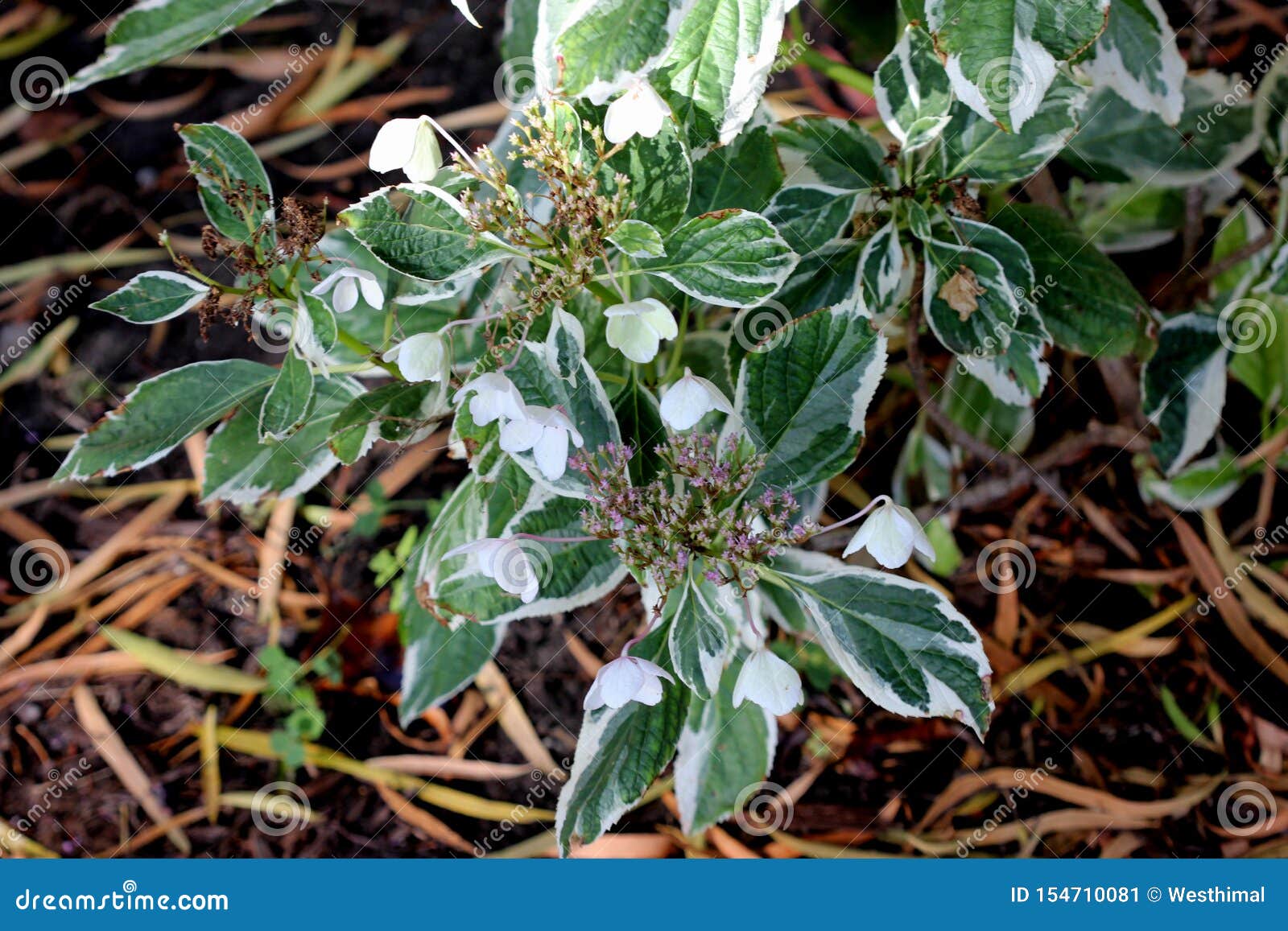 Hydrangea Macrophylla `Maculata`, Stock Image - Image of flat, pale ...
