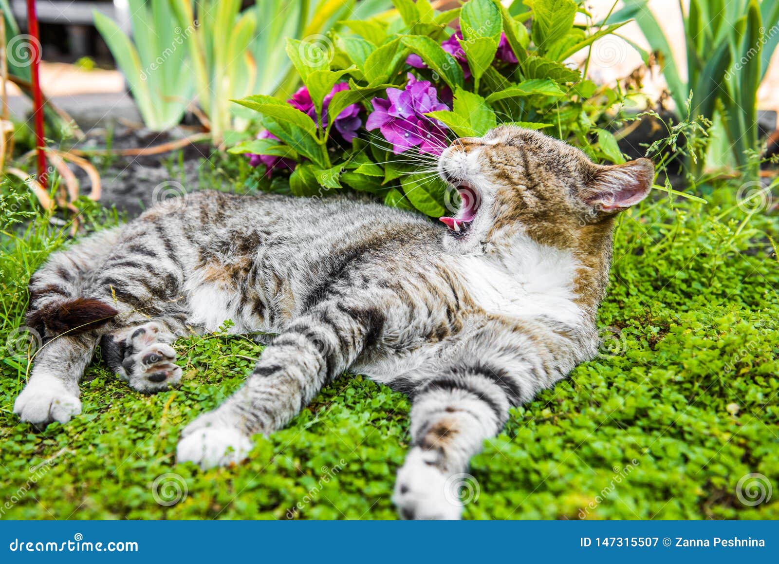 Hydrangea Macrophylla and Tabby Cat Stock Image - Image of blue ...