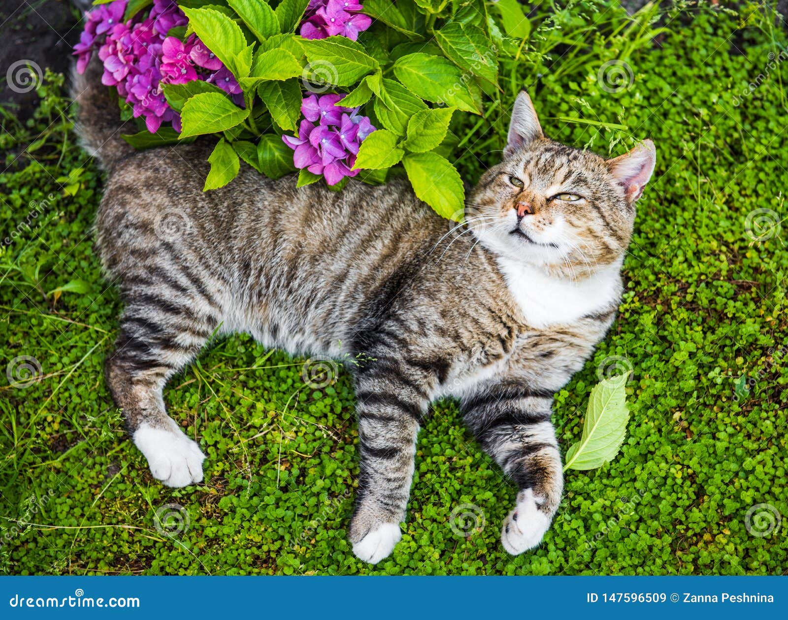 Hydrangea Macrophylla and Tabby Cat Stock Image - Image of background ...