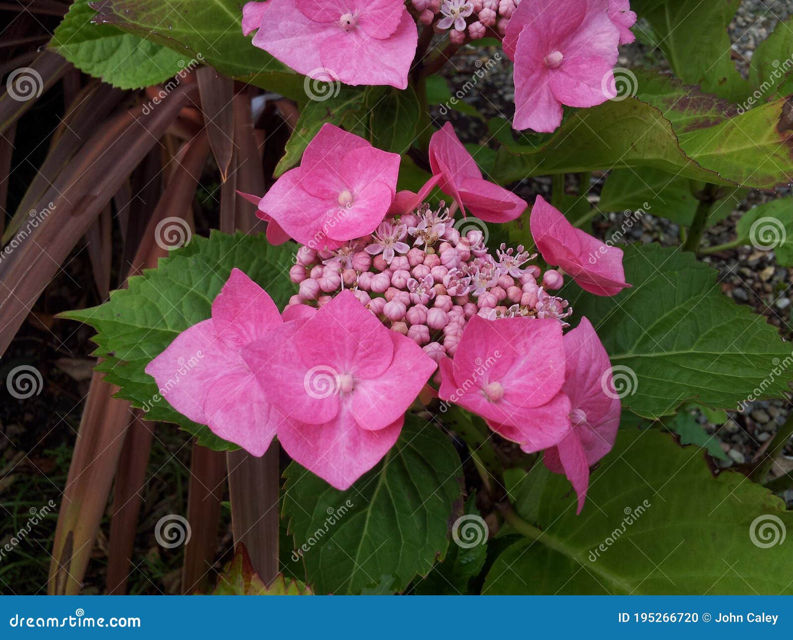 Hydrangea Macrophylla `Teller Pink` Stock Photo - Image of petal ...