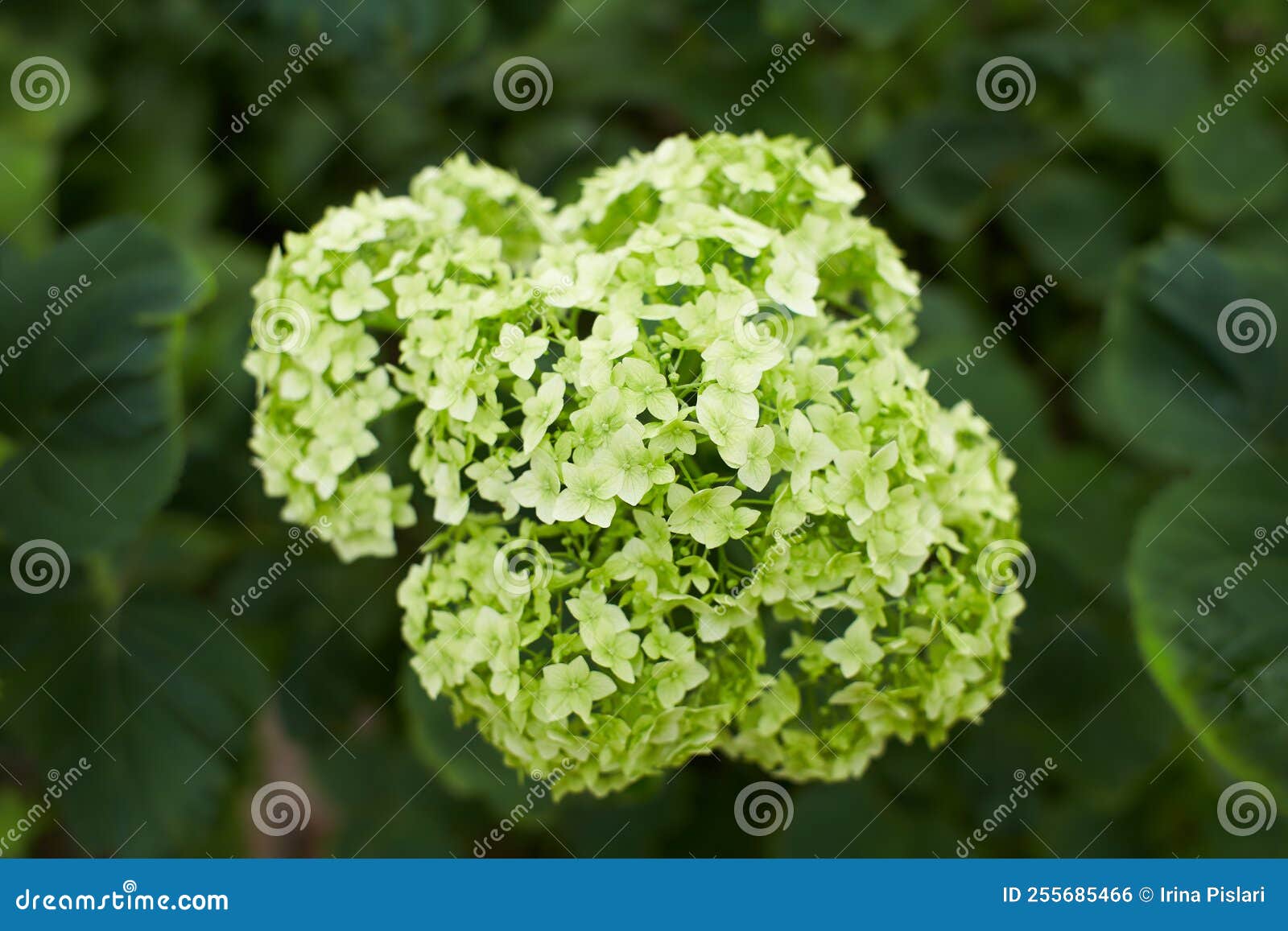 The Hydrangea Macrophylla Which it Bloomed in Early Summer Stock Photo ...