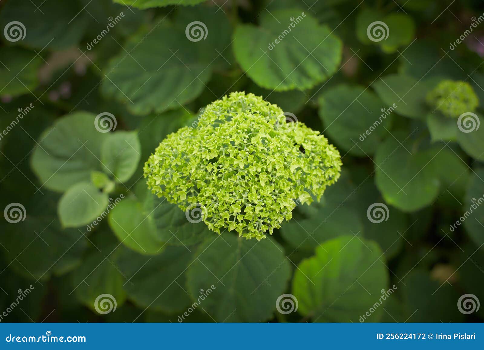 The Hydrangea Macrophylla Which it Bloomed in Early Summer, Stock Photo ...