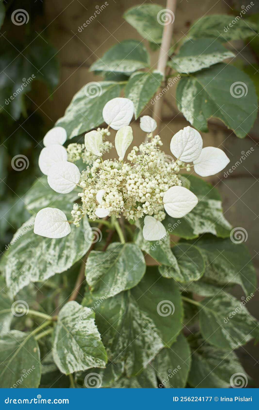 The Hydrangea Macrophylla Which it Bloomed in Early Summer, Stock Image ...