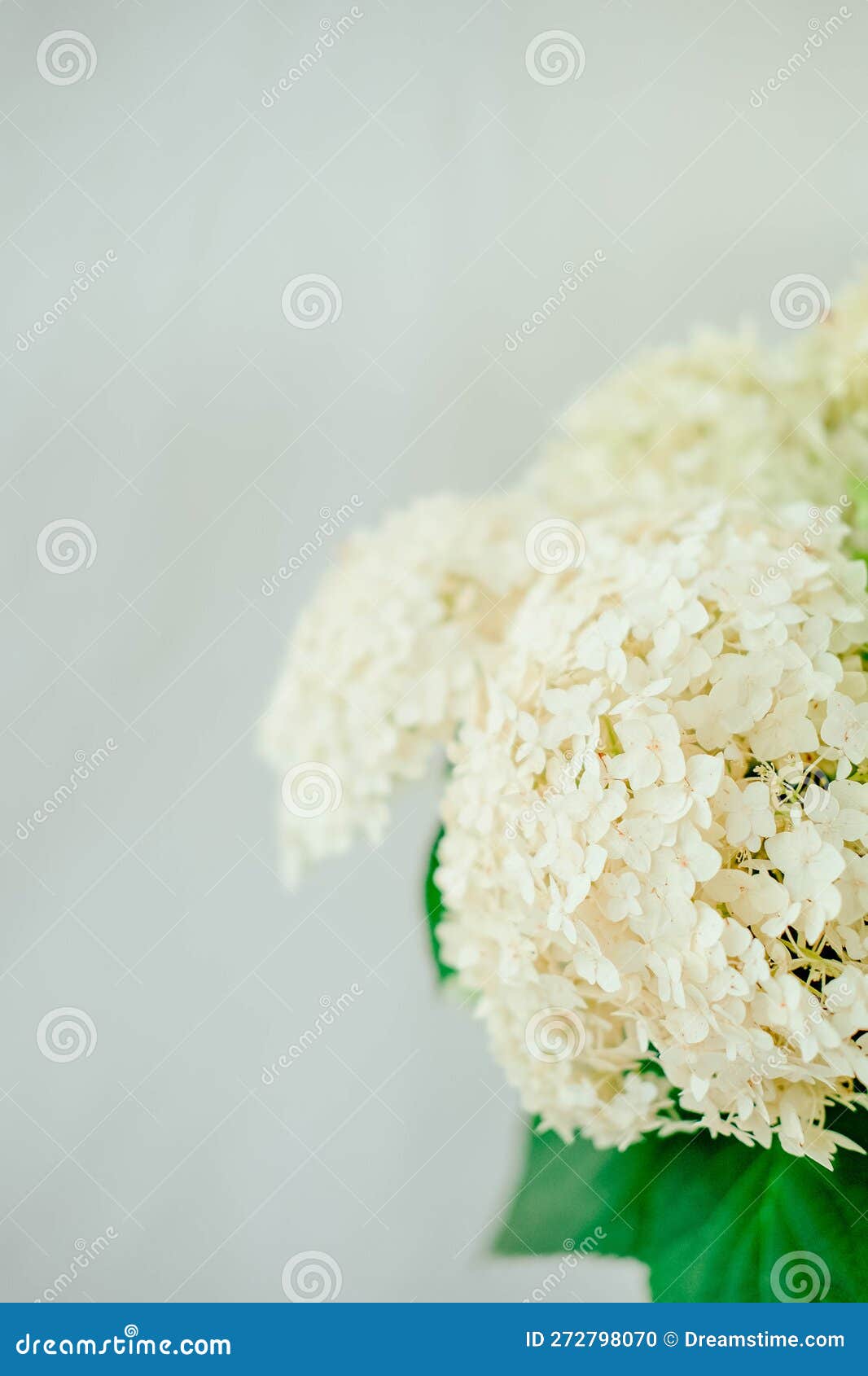 Hydrangea Macrophylla . White Hydrangea Macrophylla on White Background ...