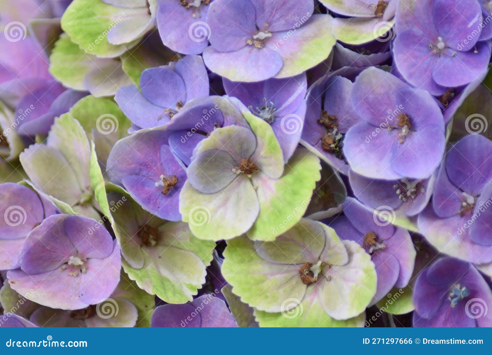 Hydrangea Magical Green Stock Photos - Free & Royalty-Free Stock Photos ...