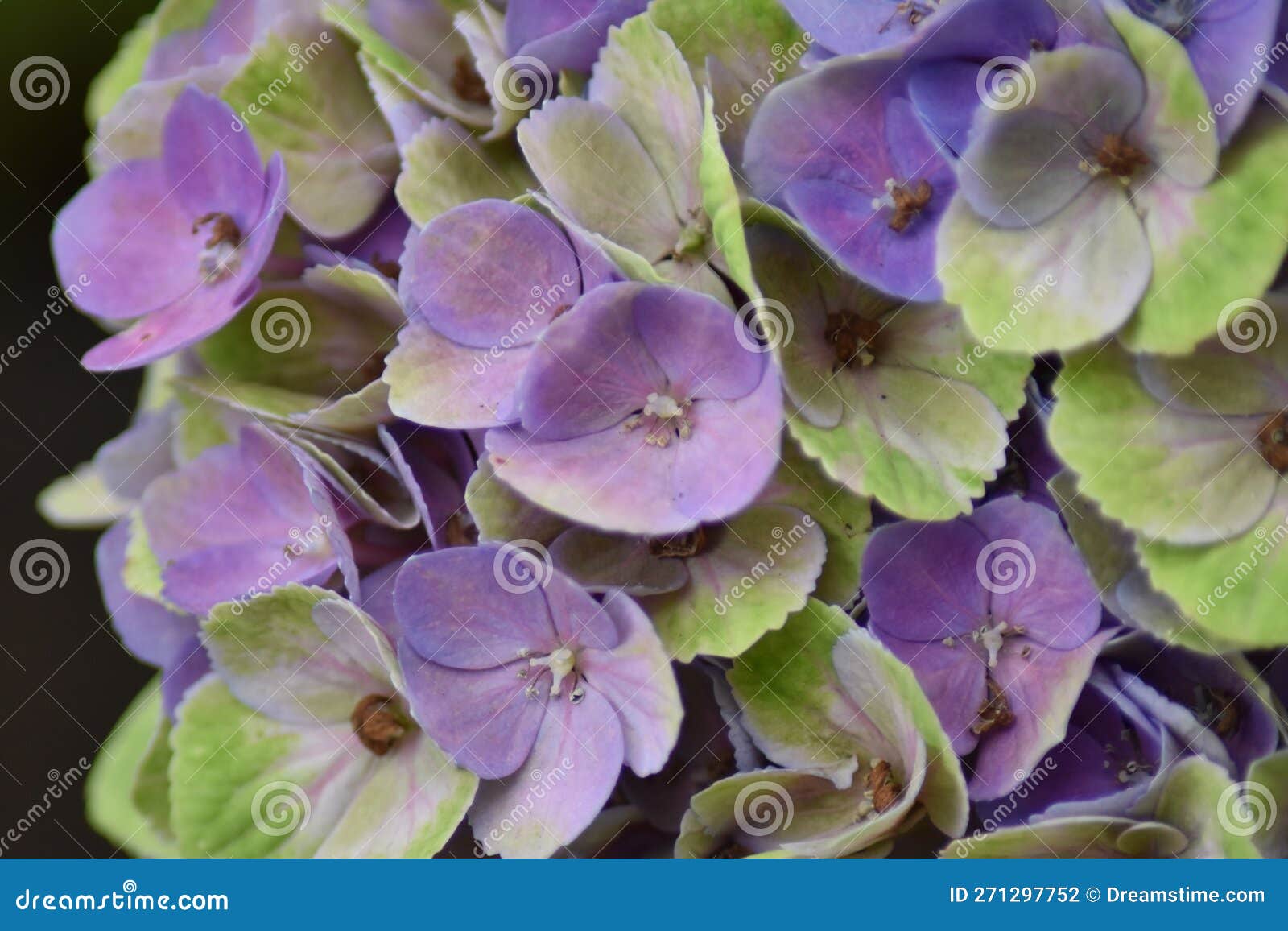 Hydrangea Magical stock photo. Image of multicolored - 271297752