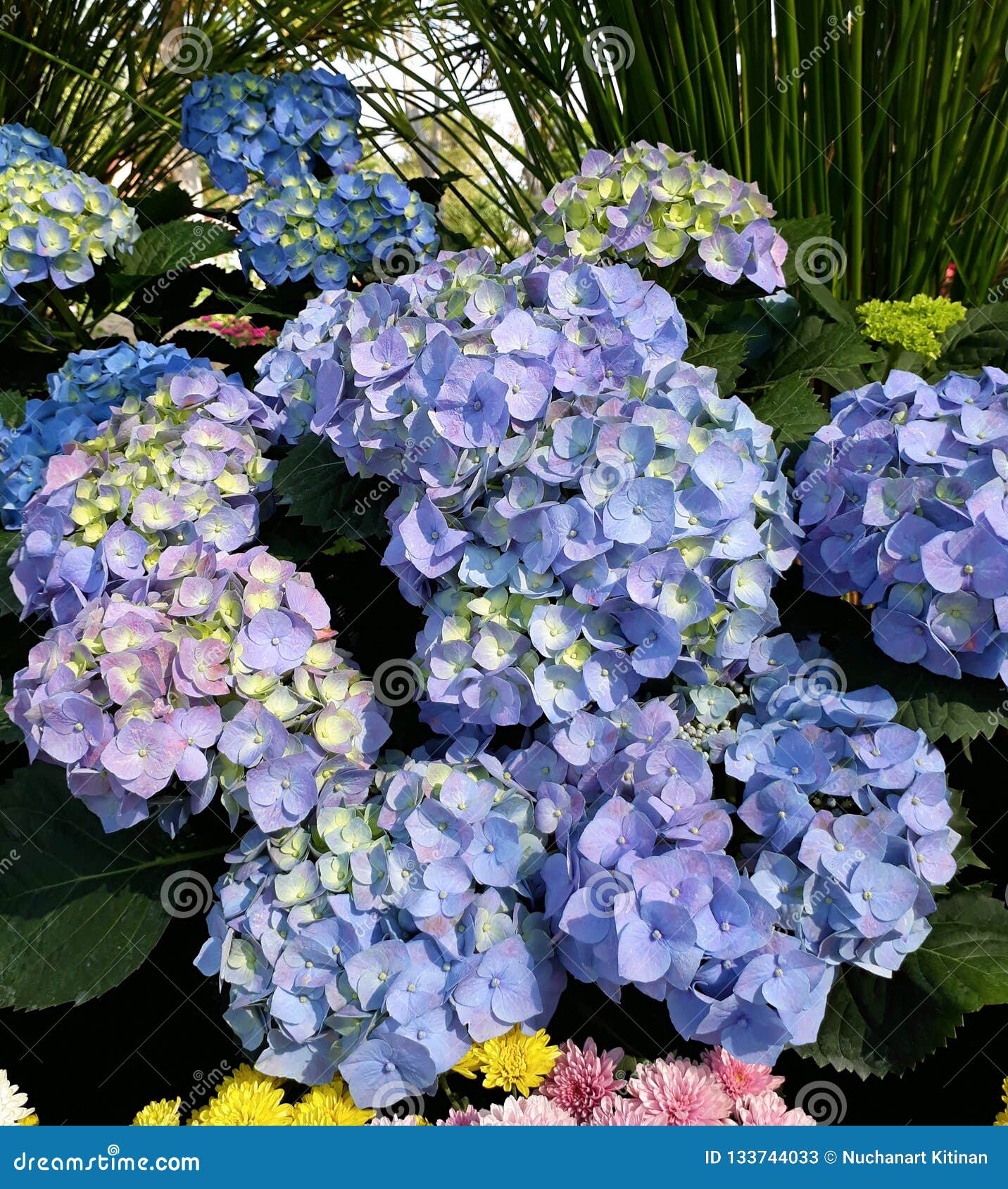Hydrangea. Mars Hydrangea. stock image. Image of cityline - 133744033