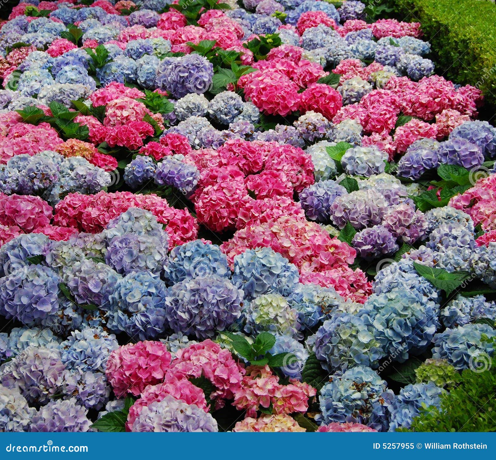 Hydrangea in Multi Colors stock image. Image of bush, plantings - 5257955