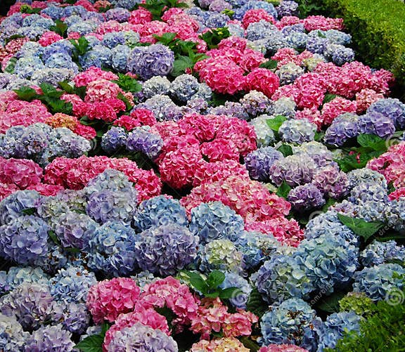 Hydrangea in Multi Colors stock image. Image of bush, plantings - 5257955