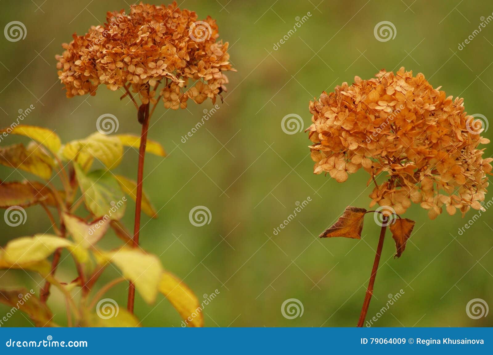 Hydrangea stock illustration. Illustration of yellow - 79064009