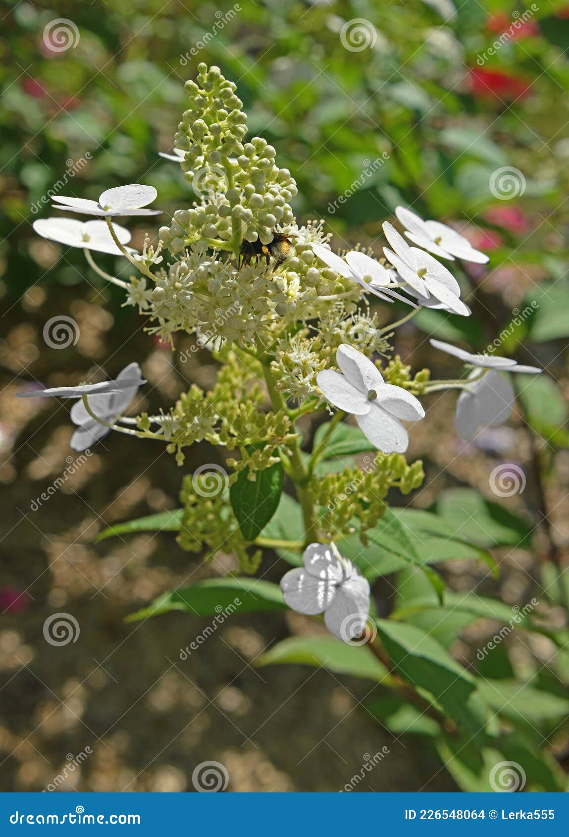 Hydrangea Paniculata Angels Blush, Beautiful Upright Shrub Stock Photo ...
