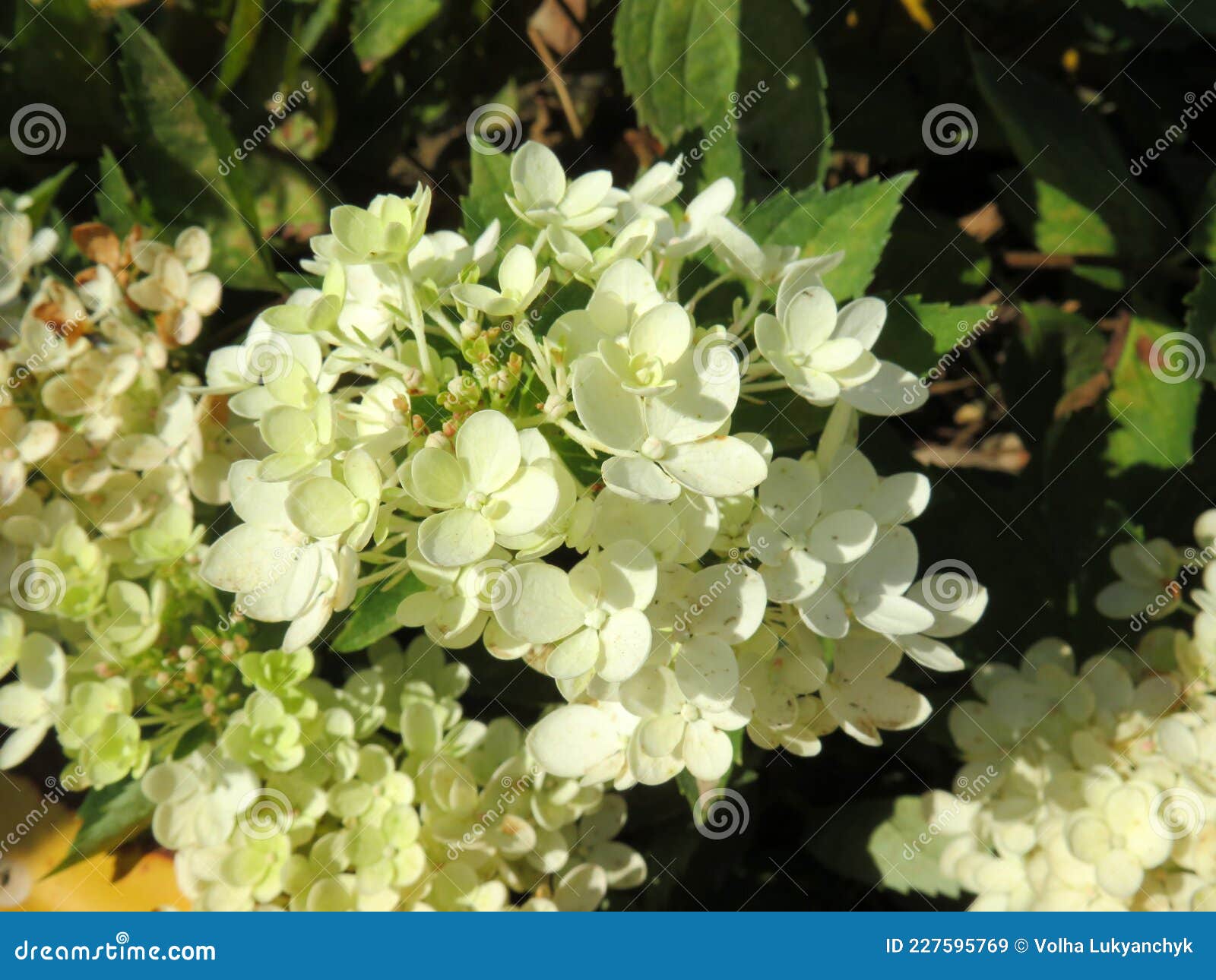 Hydrangea Paniculata Bombshell in the Garden Stock Image - Image of ...