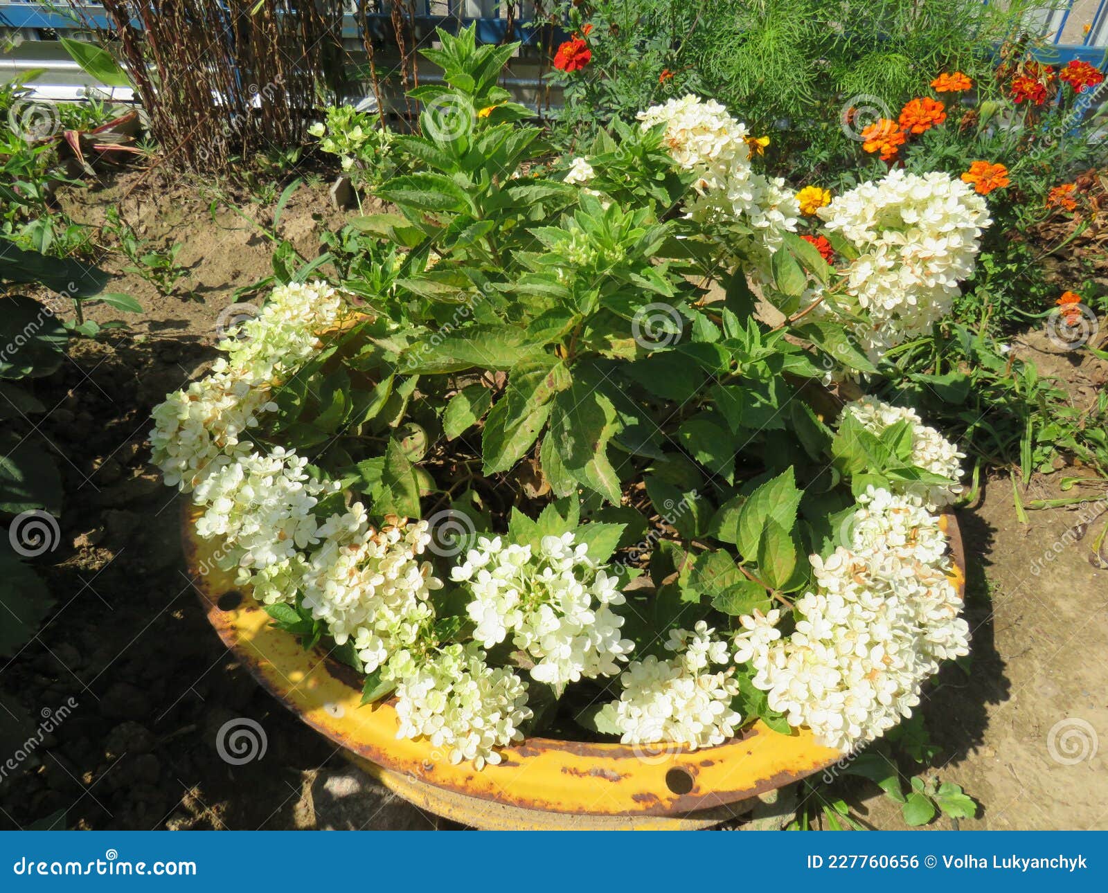 Hydrangea Paniculata Bombshell in the Garden Stock Photo - Image of ...