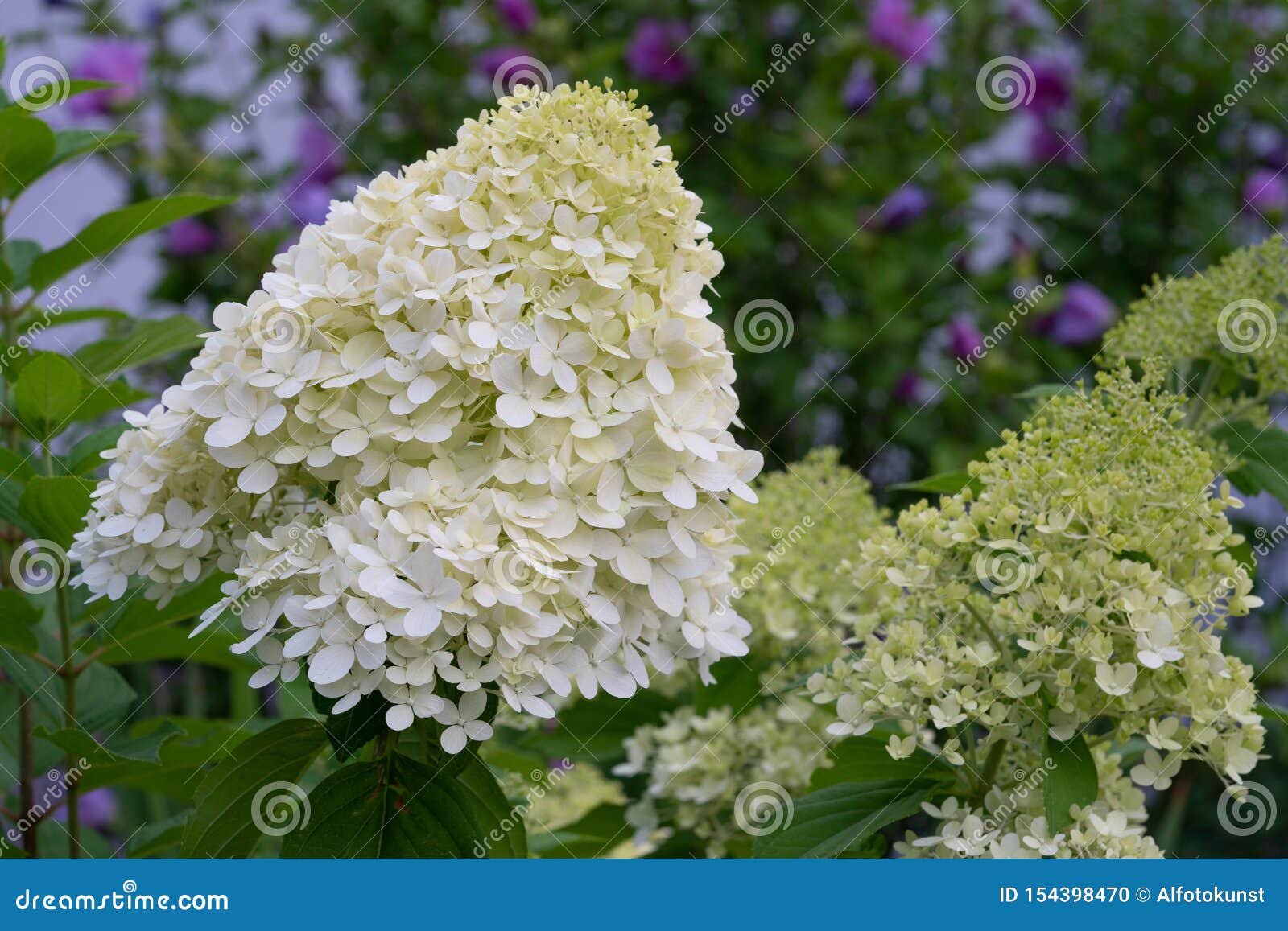 Hydrangea Paniculata Limelight. Royalty-Free Stock Image ...