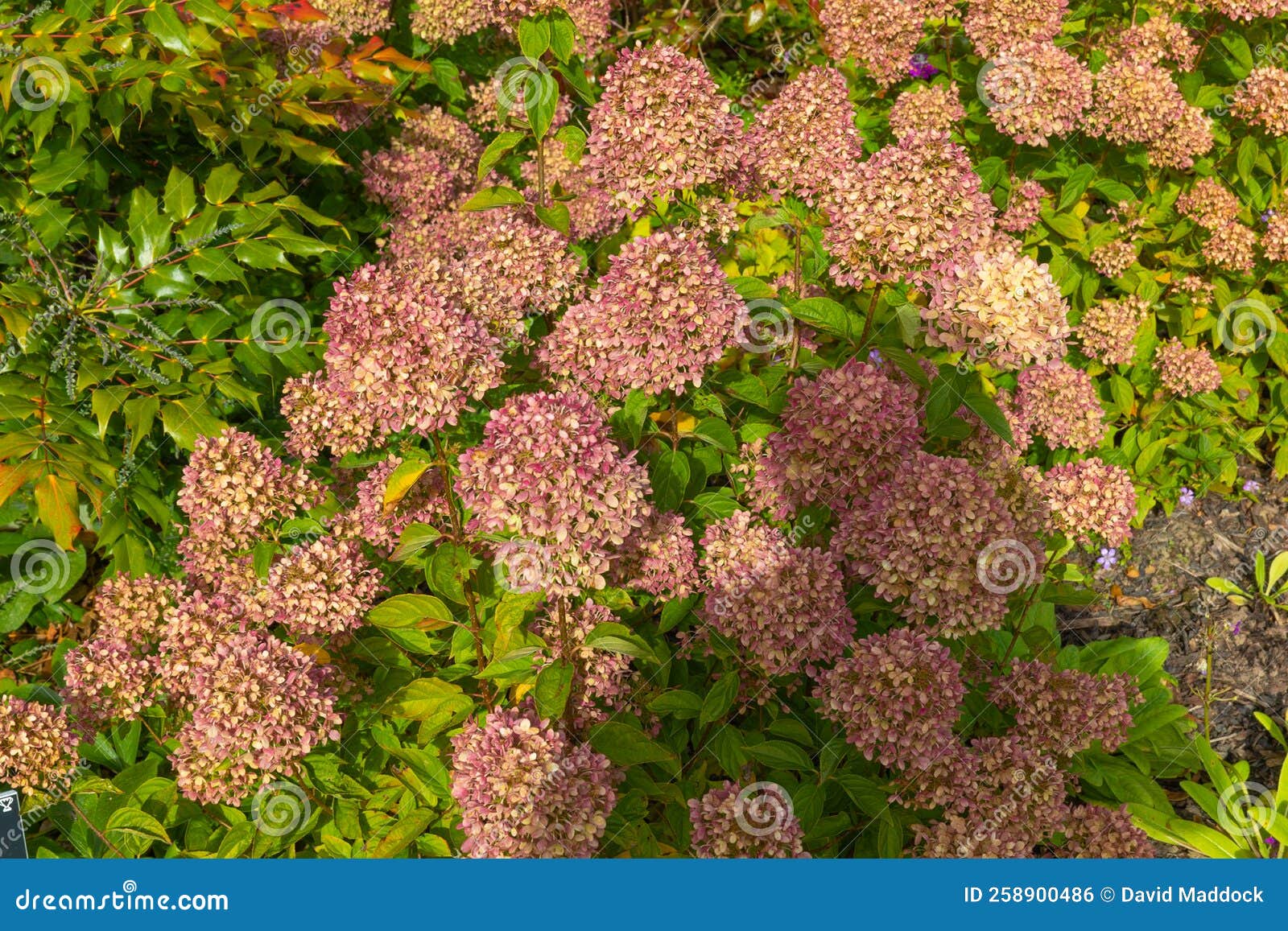 Hydrangea paniculata jane stock photo. Image of shrub - 258900486