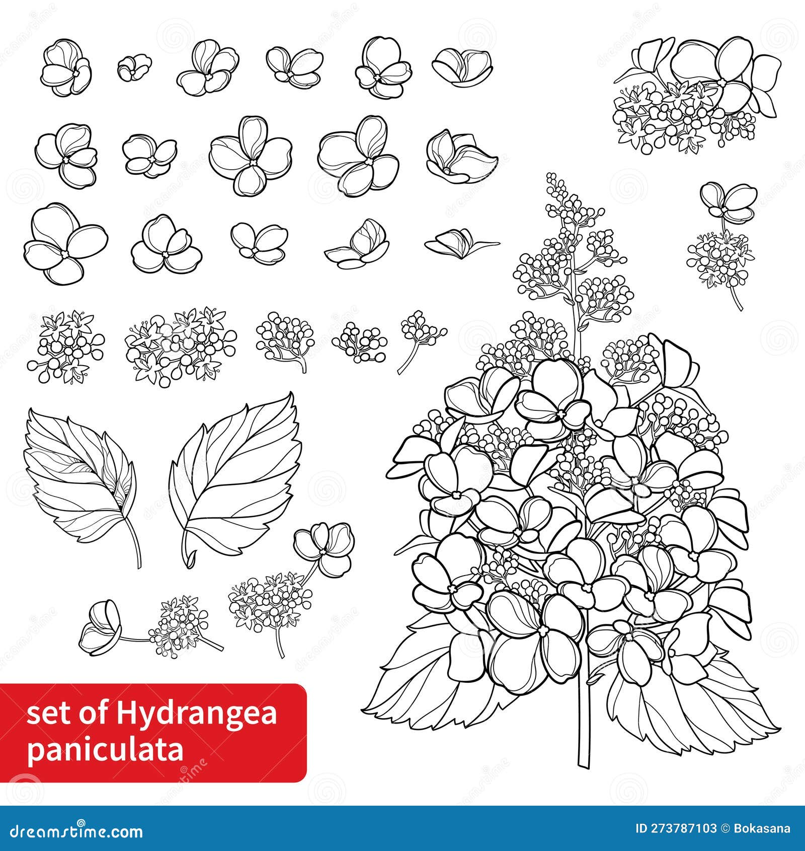 Set With Outline Paniculate Hydrangea Or Hortensia Flower Bunch And ...