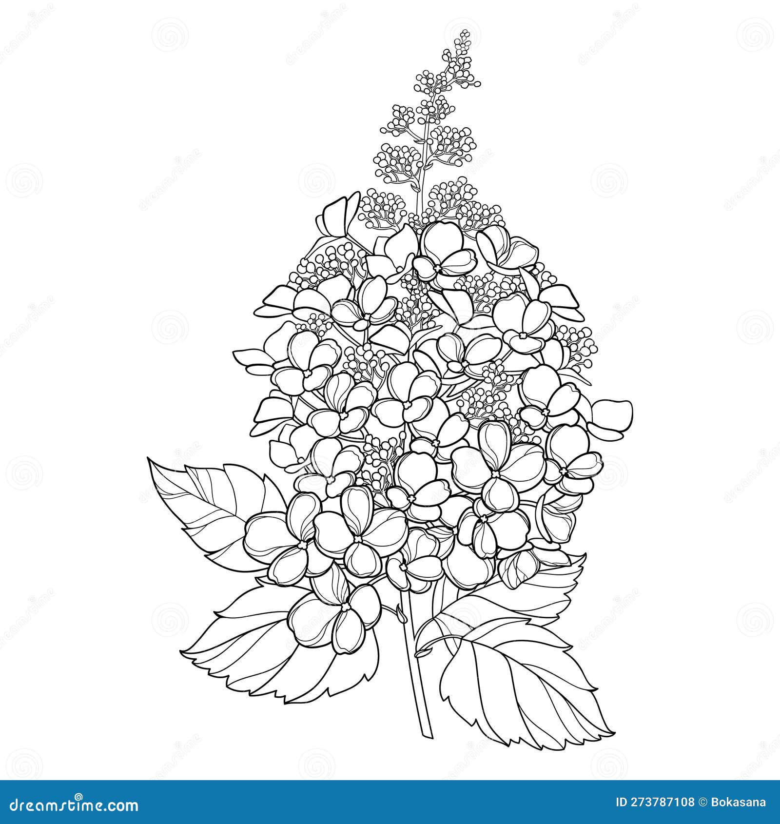 Set With Outline Paniculate Hydrangea Or Hortensia Flower Bunch And ...