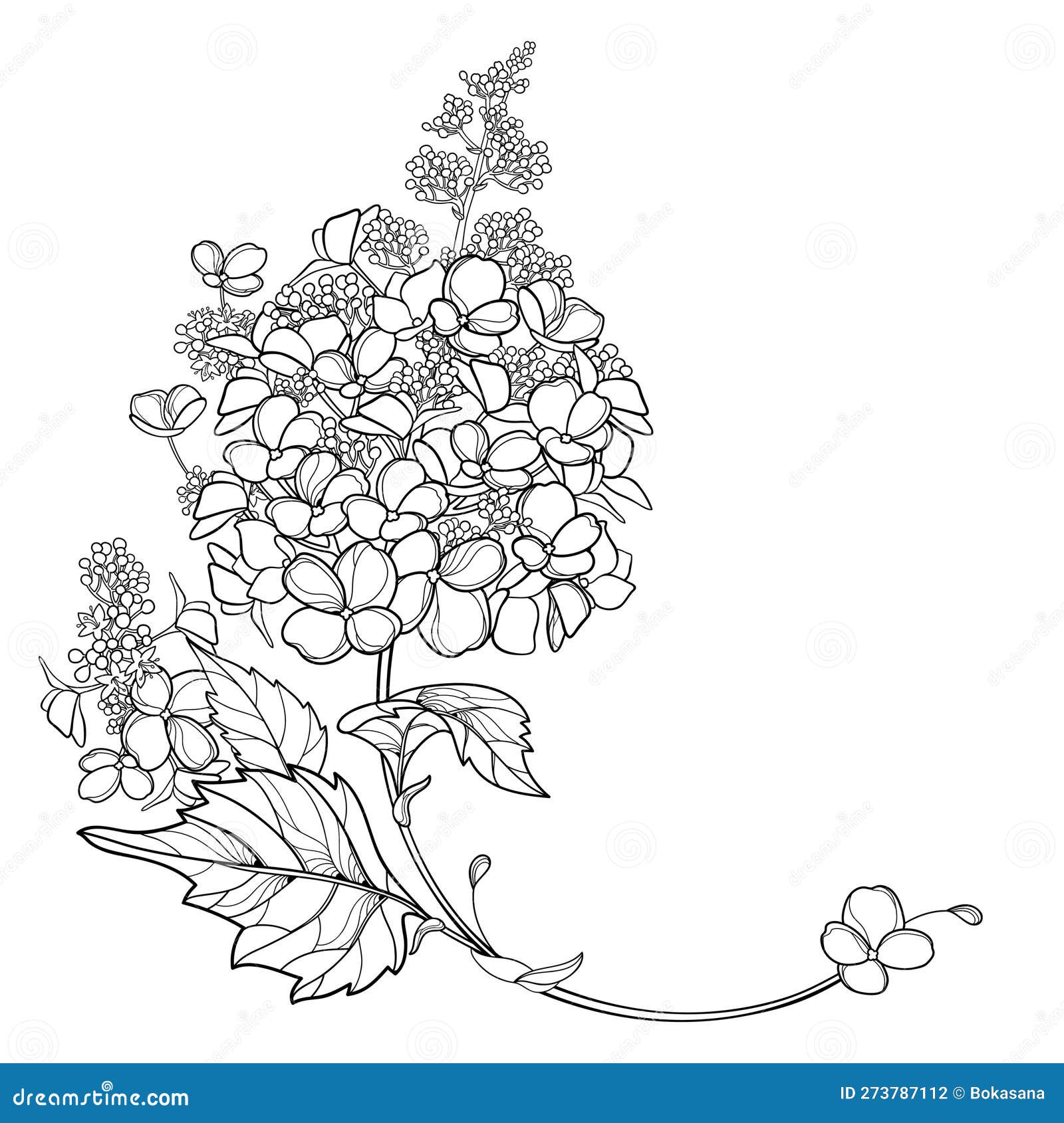 Set With Outline Paniculate Hydrangea Or Hortensia Flower Bunch And ...
