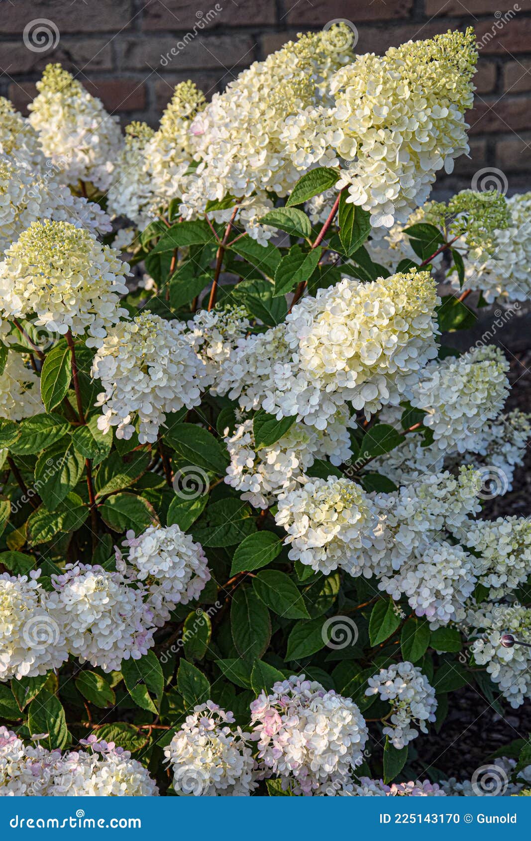 Hydrangea Paniculata or Limelight Flower Stock Photo - Image of ...