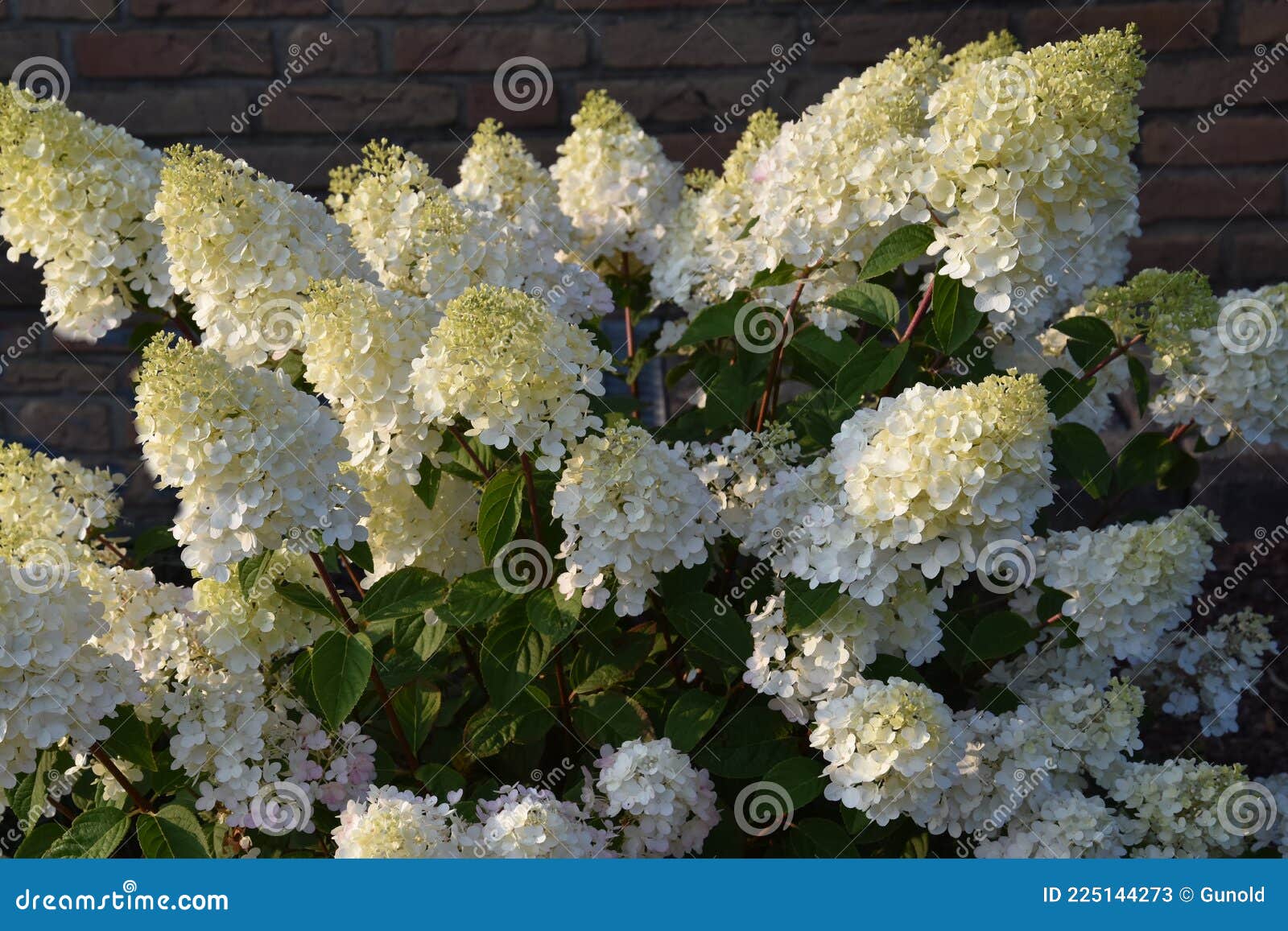 Hydrangea Paniculata or Limelight Flower Stock Image - Image of ...