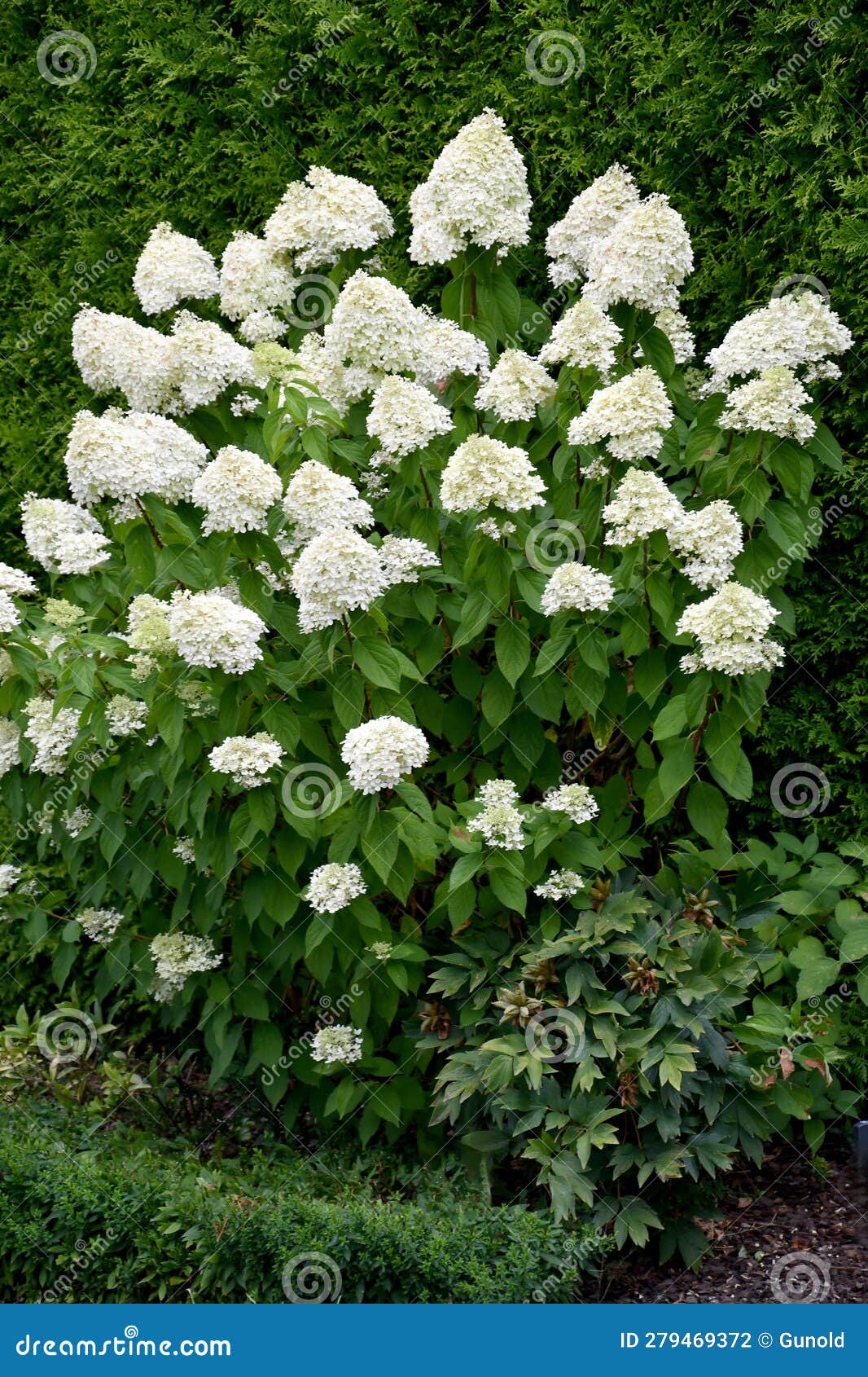 Hydrangea Paniculata or Limelight Flower Stock Photo - Image of bloom ...