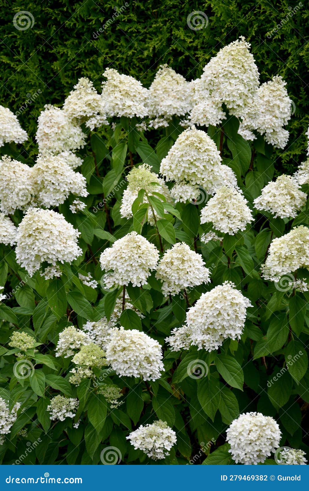 Hydrangea Paniculata or Limelight Flower Stock Photo - Image of holiday ...