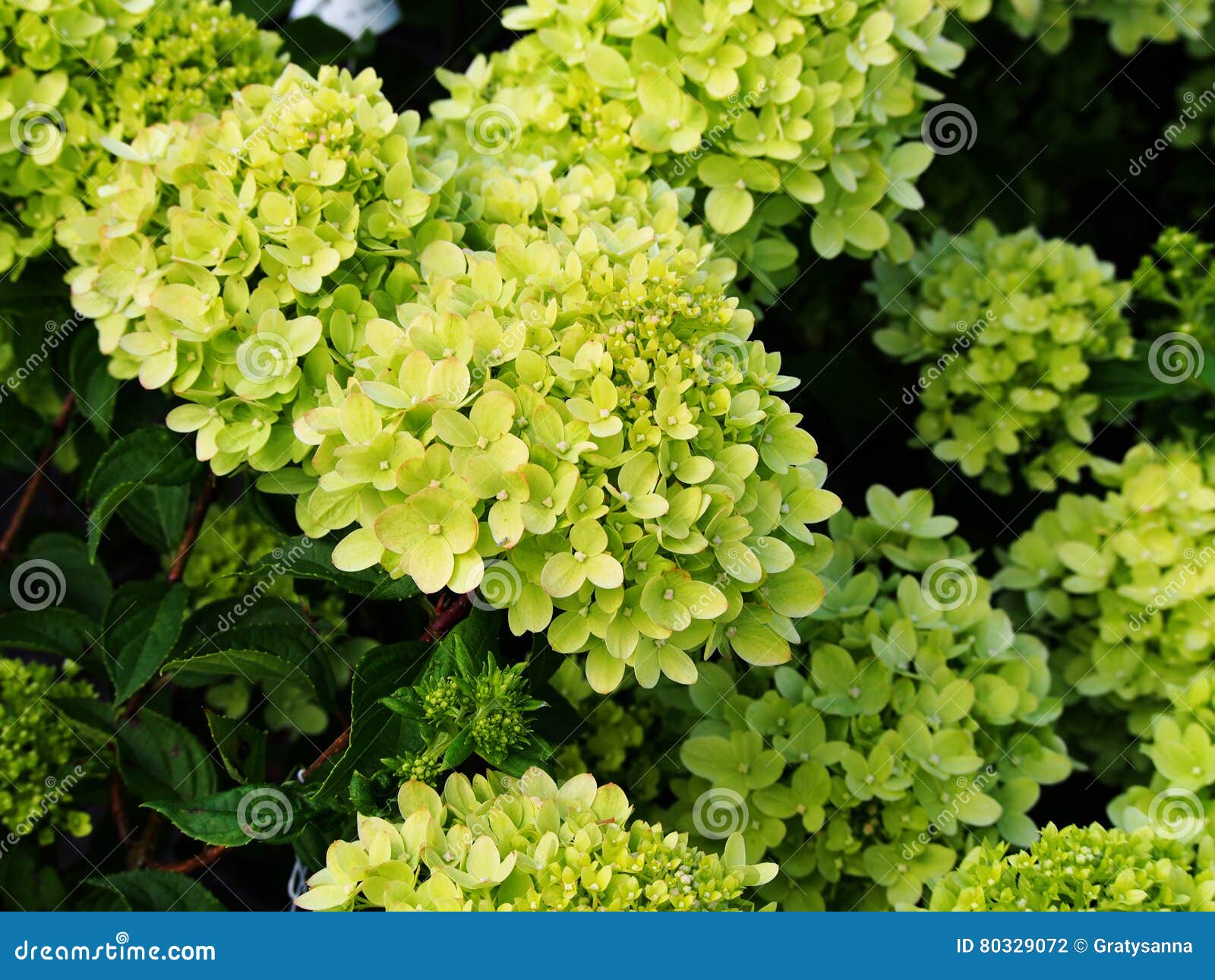 Dwarf Limelight Hydrangea