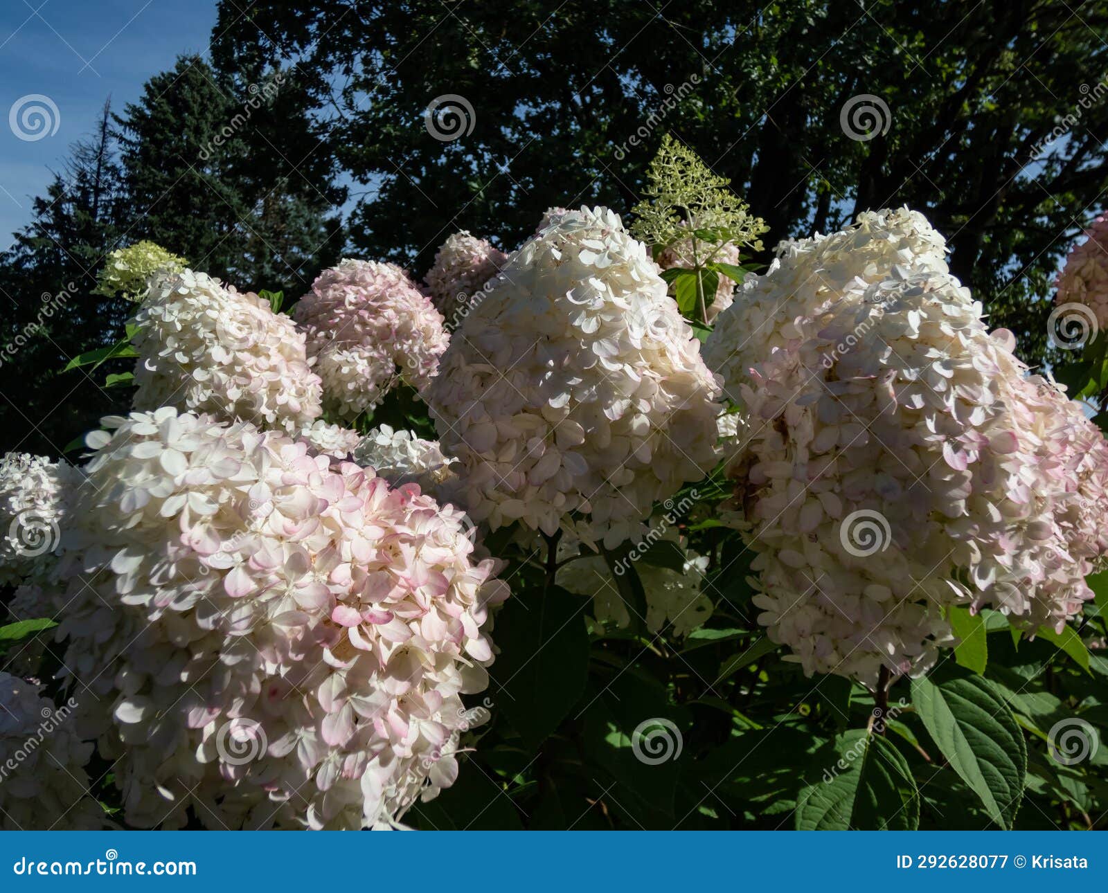 Hydrangea Paniculata Phantom Flowering with Conical Flowers, Opening ...