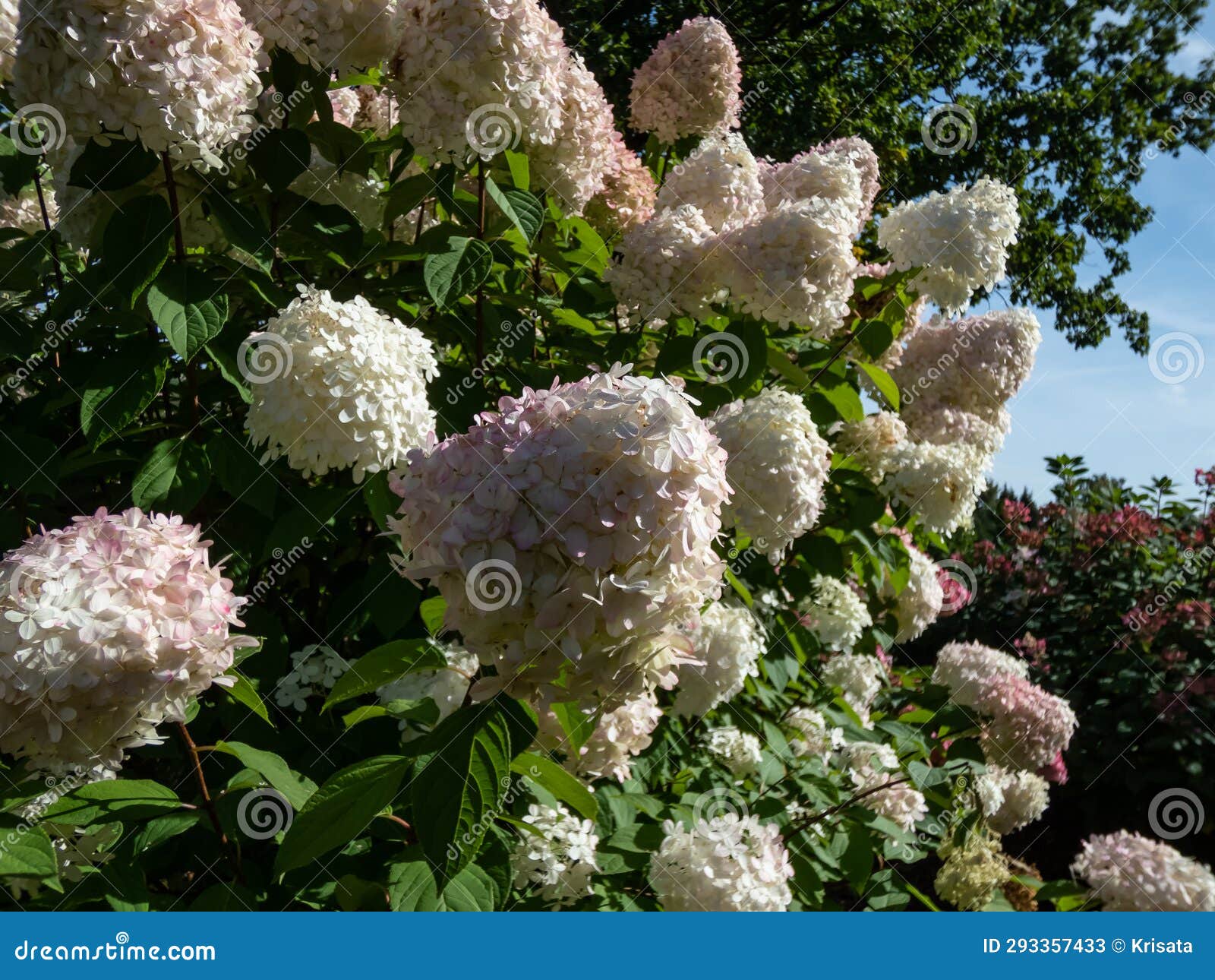 Hydrangea Paniculata Phantom Flowering with Dense Flowers, Opening ...