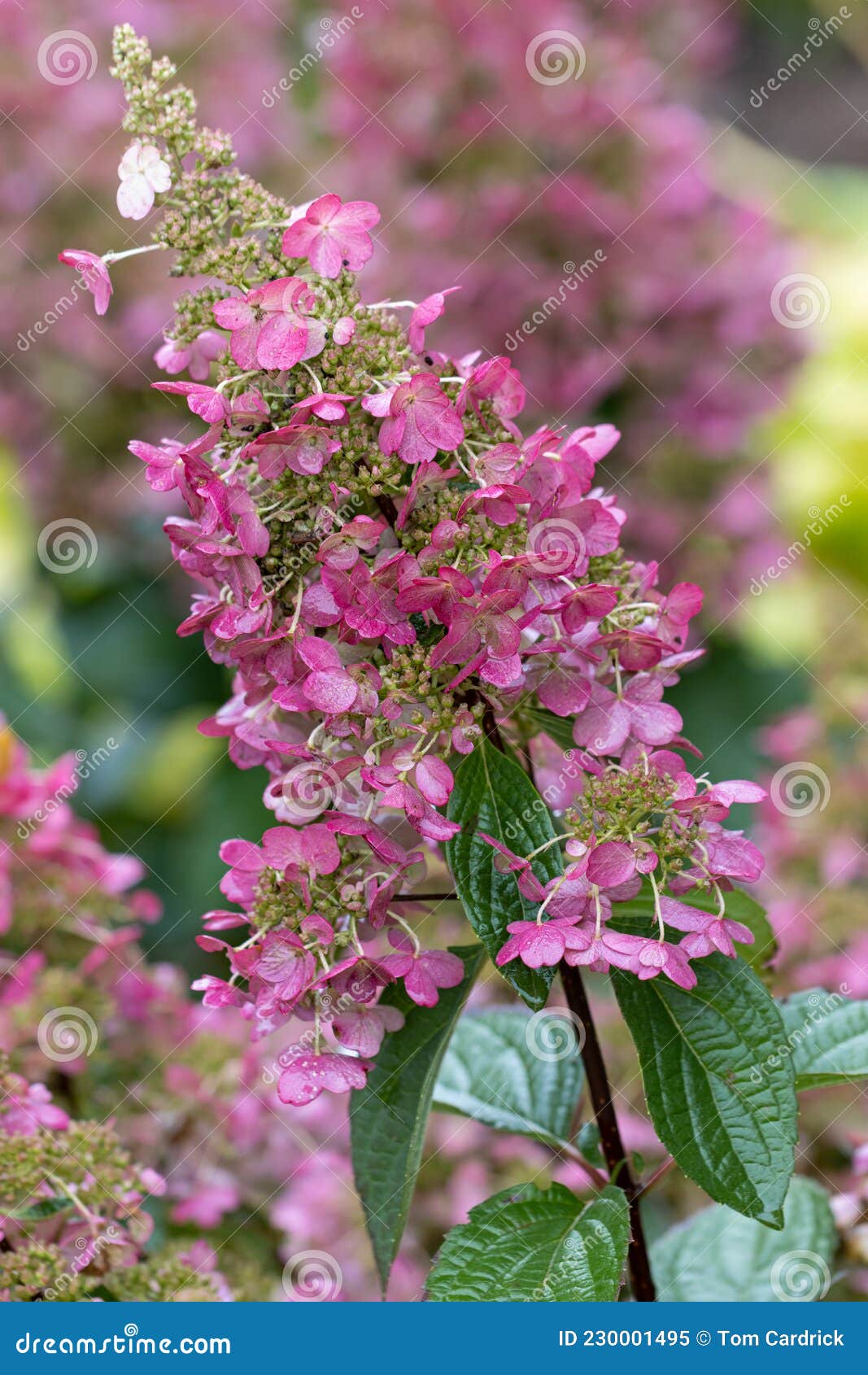 Hydrangea Paniculata Pinky Winky Stock Image - Image of flower ...