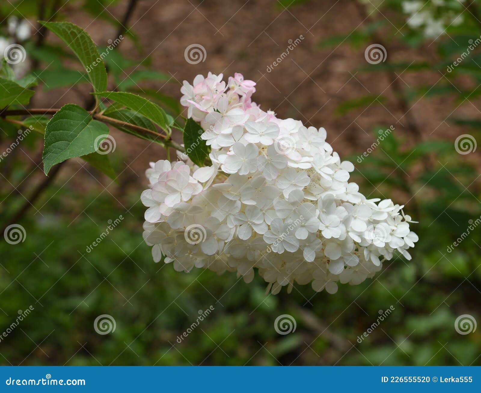 Hydrangea Paniculata Vanilla Fraise in Summer Stock Photo - Image of ...