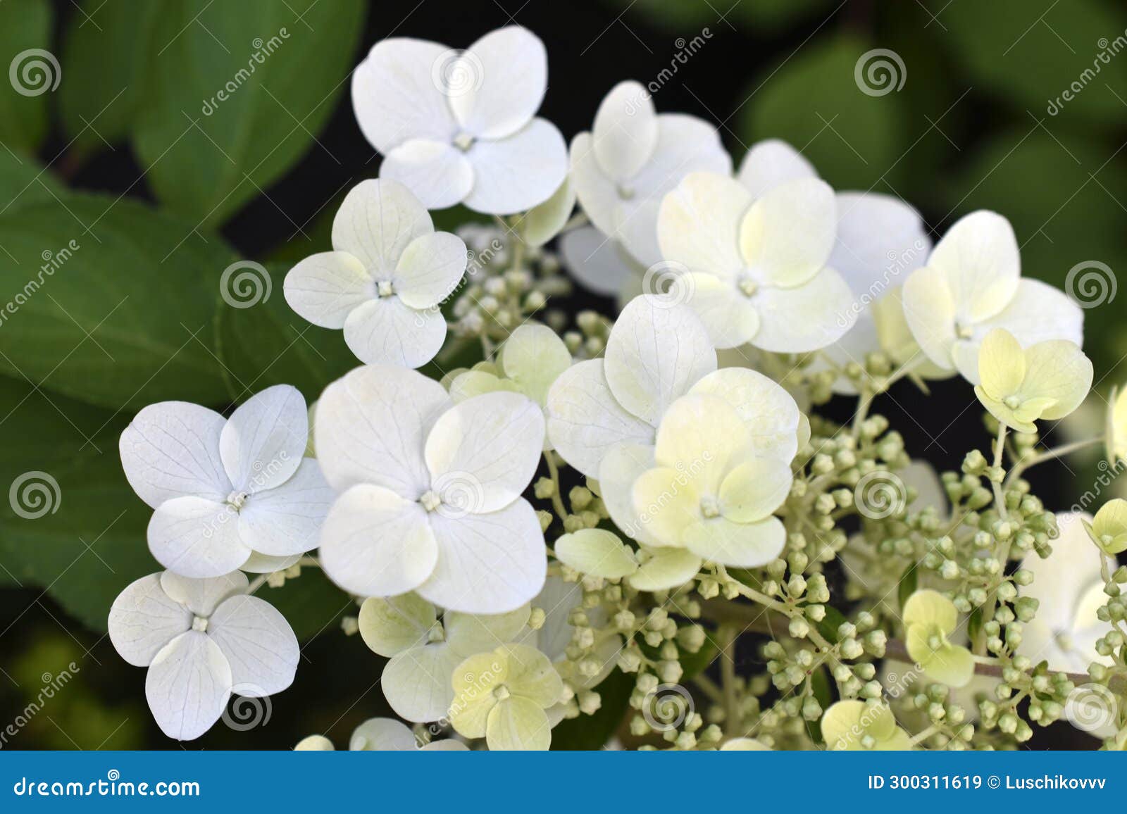 Hydrangea Paniculata. the White Flowers are Paniculate Hydrangea Stock ...
