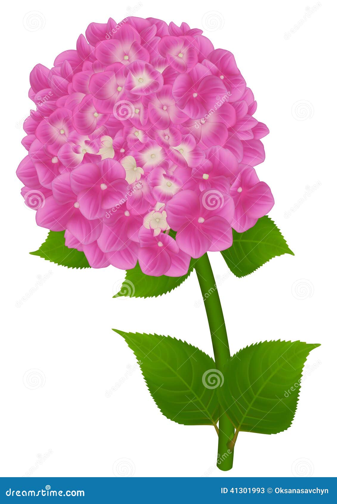 Hydrangea pink stock illustration. Illustration of park - 41301993