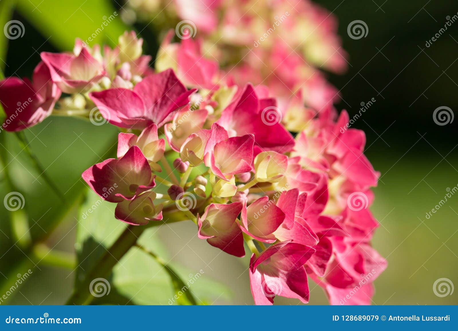 Hydrangea Pink Flowers on Sunset Stock Image - Image of beautiful ...
