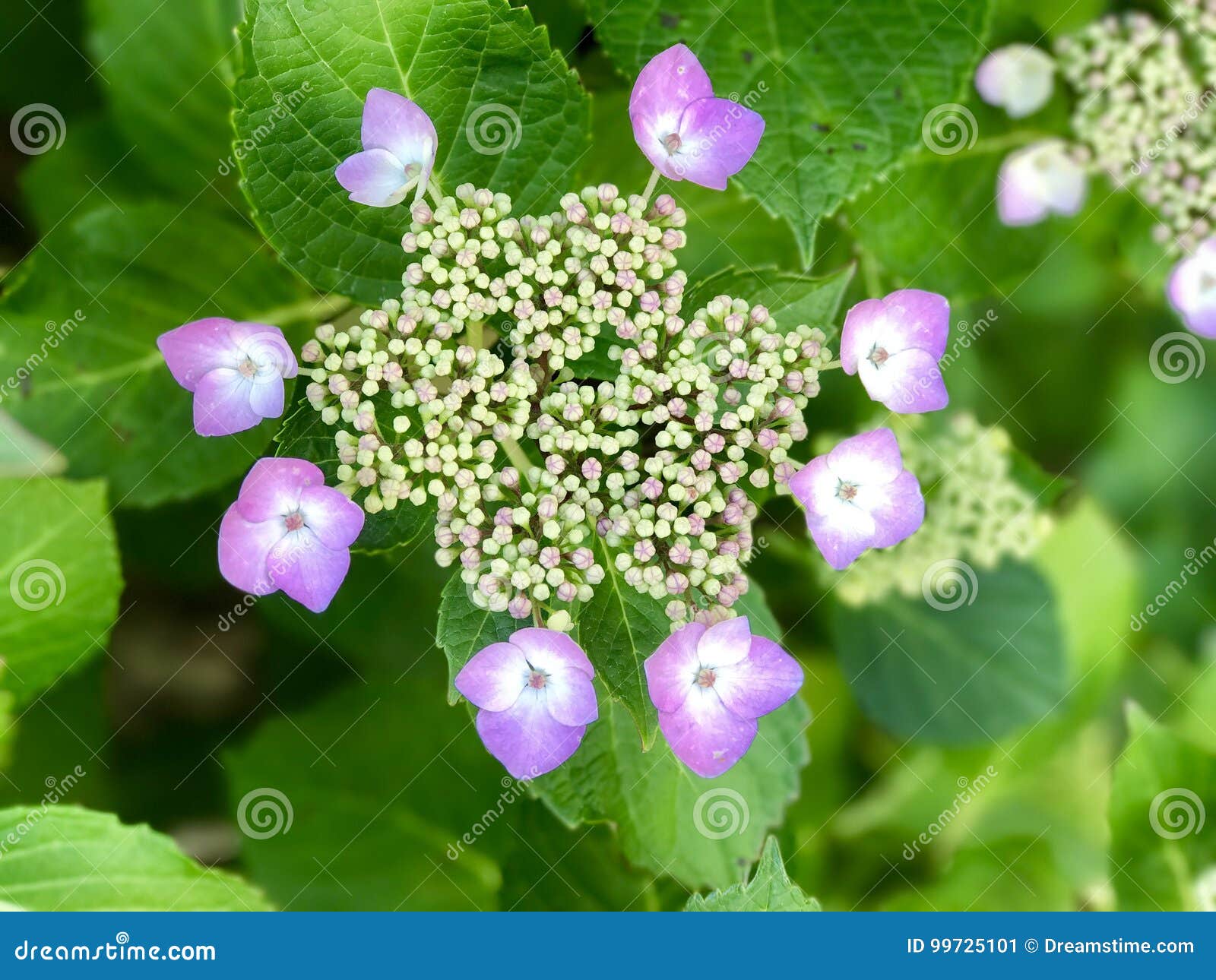 Hydrangea stock image. Image of pink, spring, springtime - 99725101