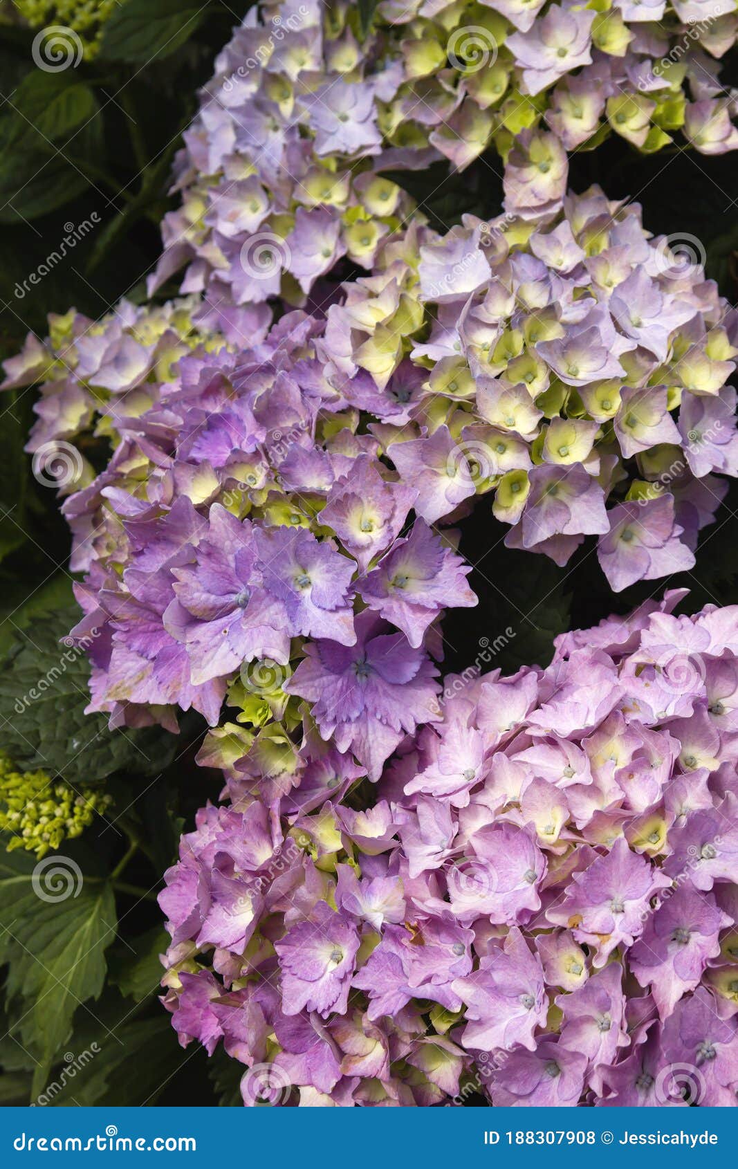 Hydrangea Pink Purple Flowers Blooming Stock Photo - Image of delicate ...