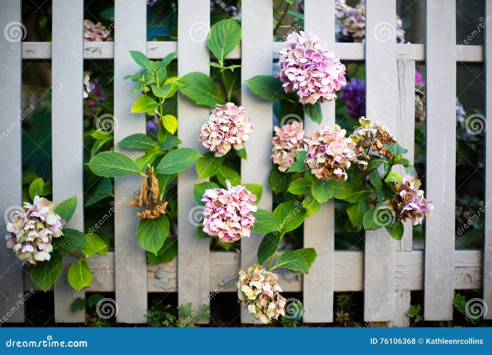 Hydrangea plant stock photo. Image of garden, fence, picket - 76106368