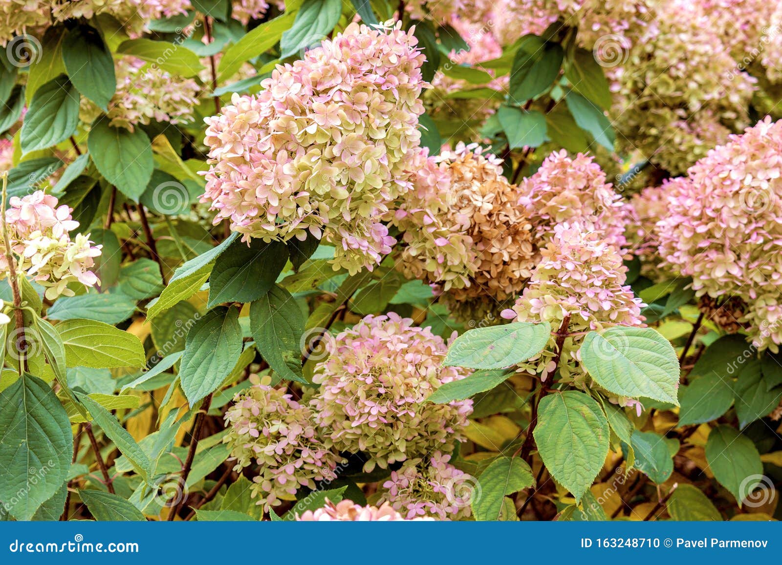 Hydrangea plant stock photo. Image of bloom, park, pollination - 163248710