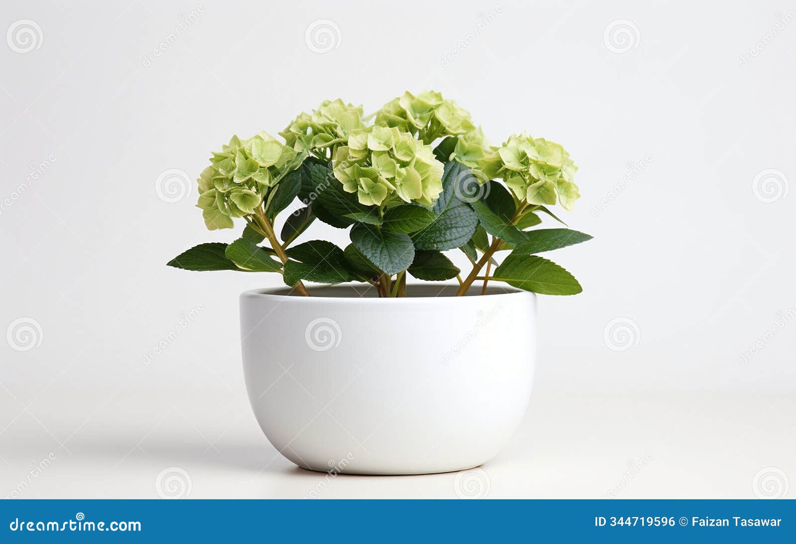 Hydrangea Plant In Garden, Hydrangea Paniculata, Panicle Hydrangea ...