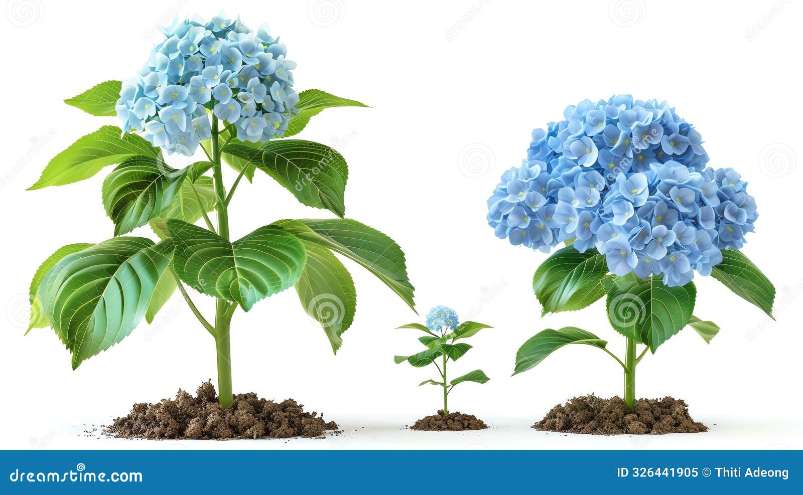 Hydrangea Plant from Young Plant To Full-grown Compare Difference Real ...