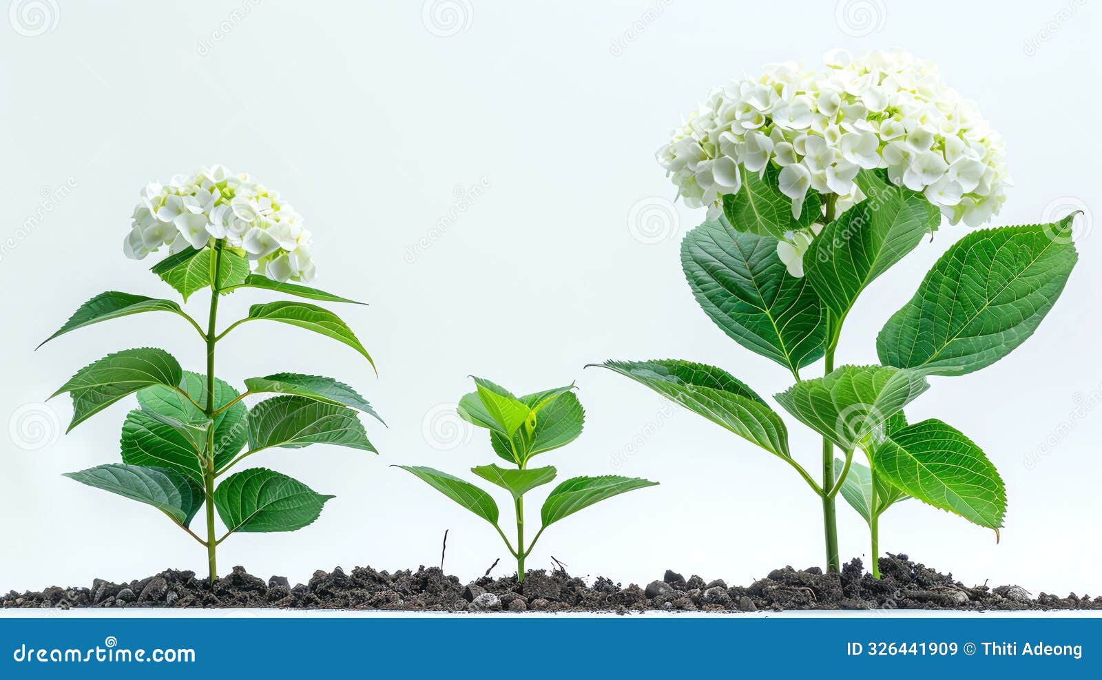 Hydrangea Plant from Young Plant To Full-grown Compare Difference Real ...