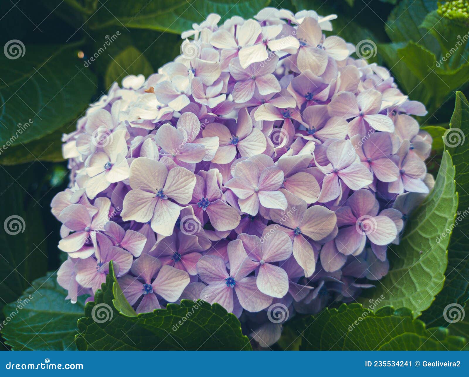 Hydrangea Portrait. a Bouquet among Green Leaves Stock Image - Image of ...